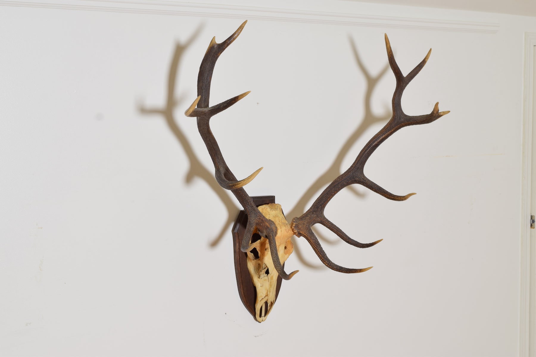 Elk Horn Mount – ROBUCK