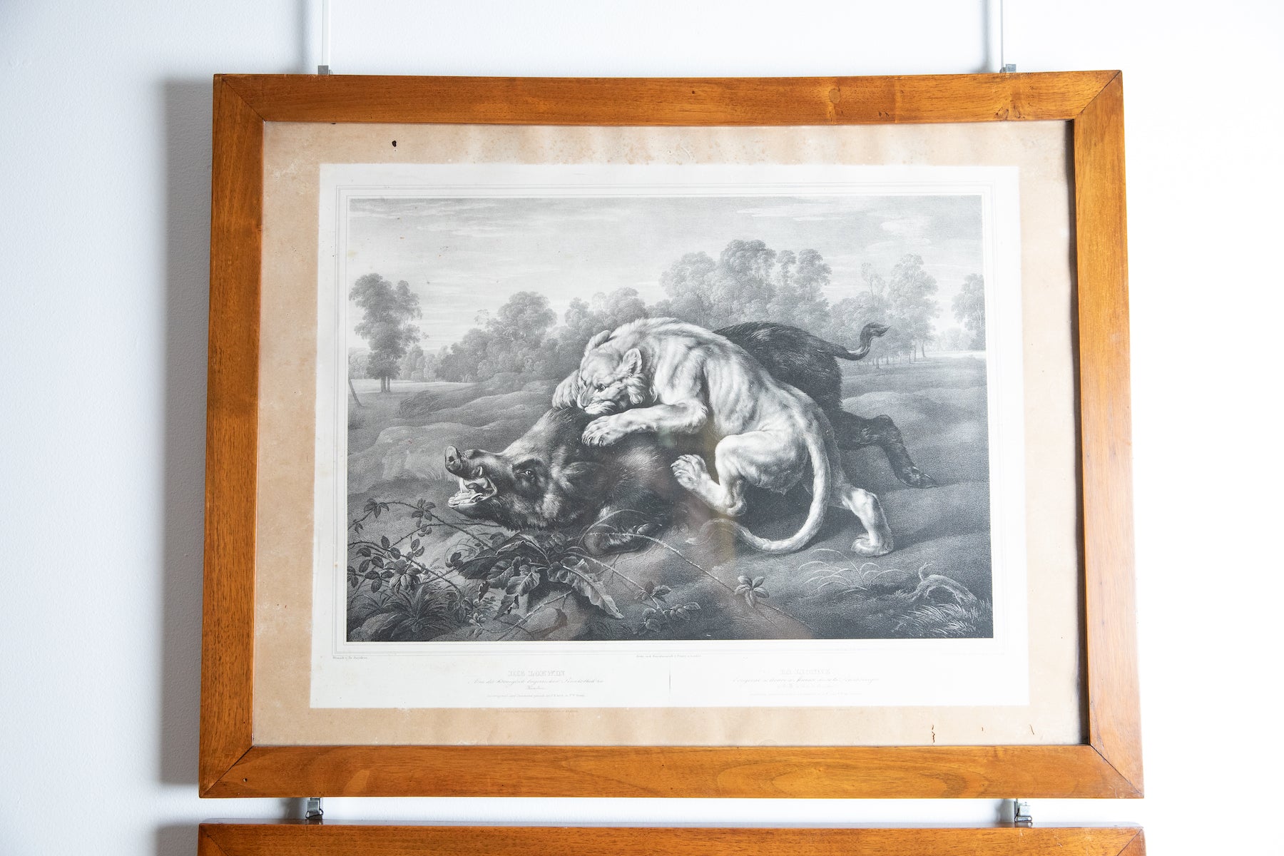 Pair of Framed Engravings, "Die Loewin" & "Die Jungen Loewen" – ROBUCK