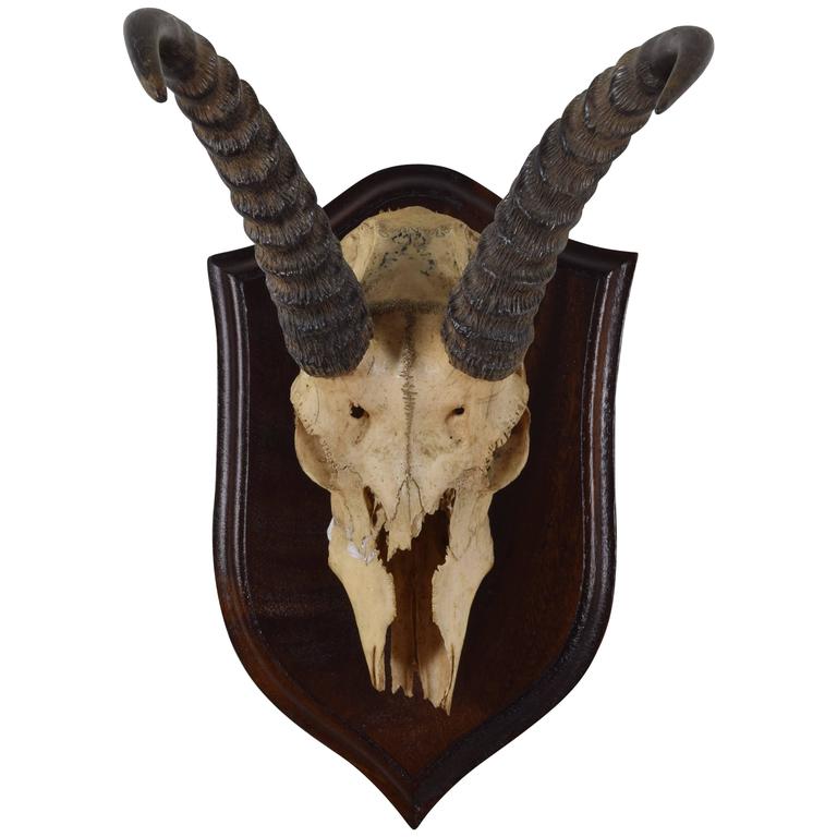 Springbok Horn and Partial Skull Mount – ROBUCK