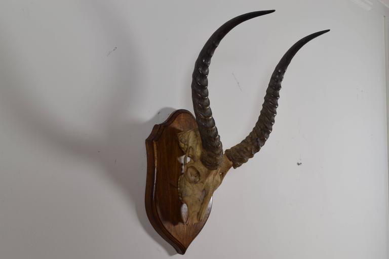 Impala Horn and Partial Skull Mount – ROBUCK